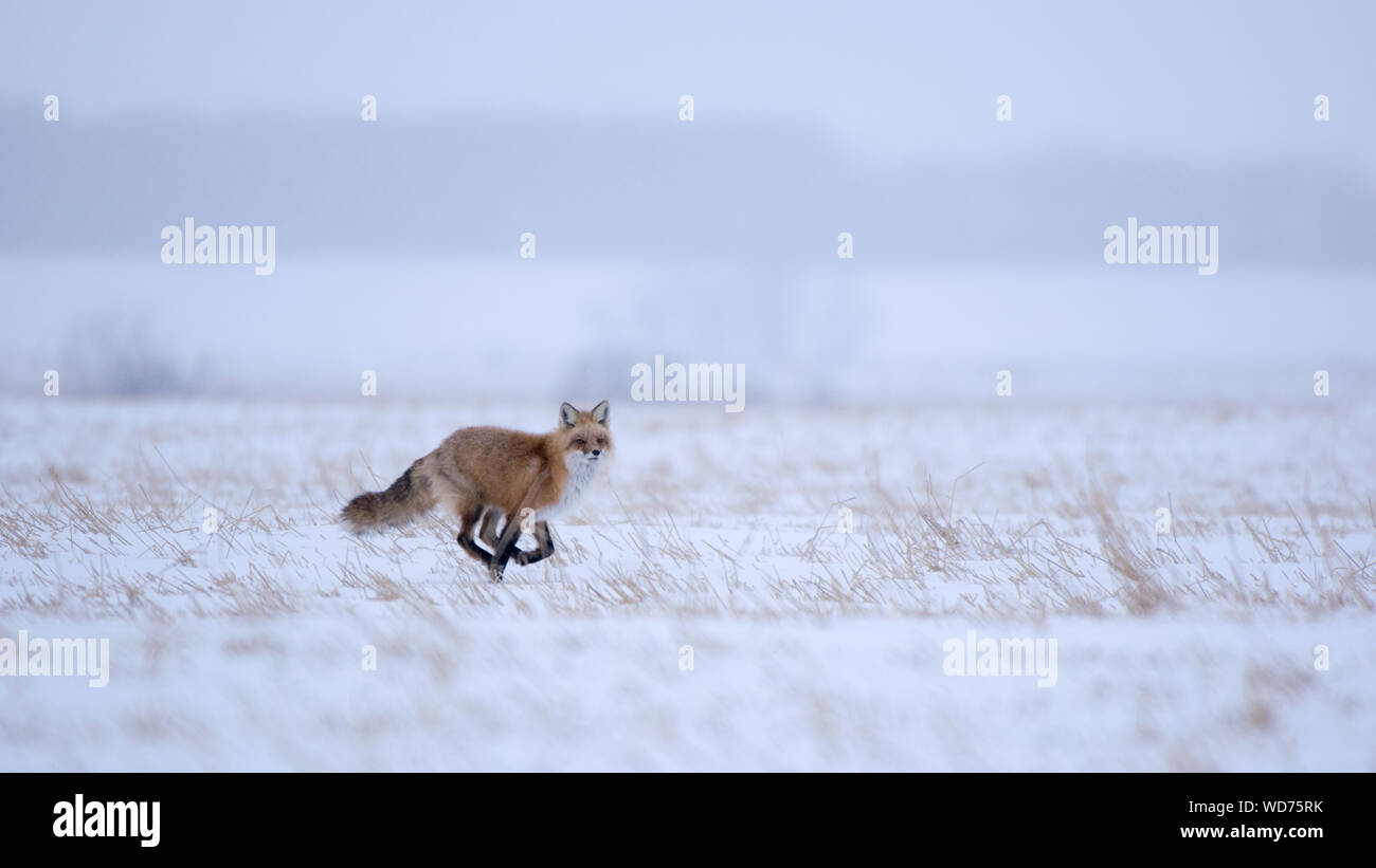 Running fox hi-res stock photography and images - Alamy