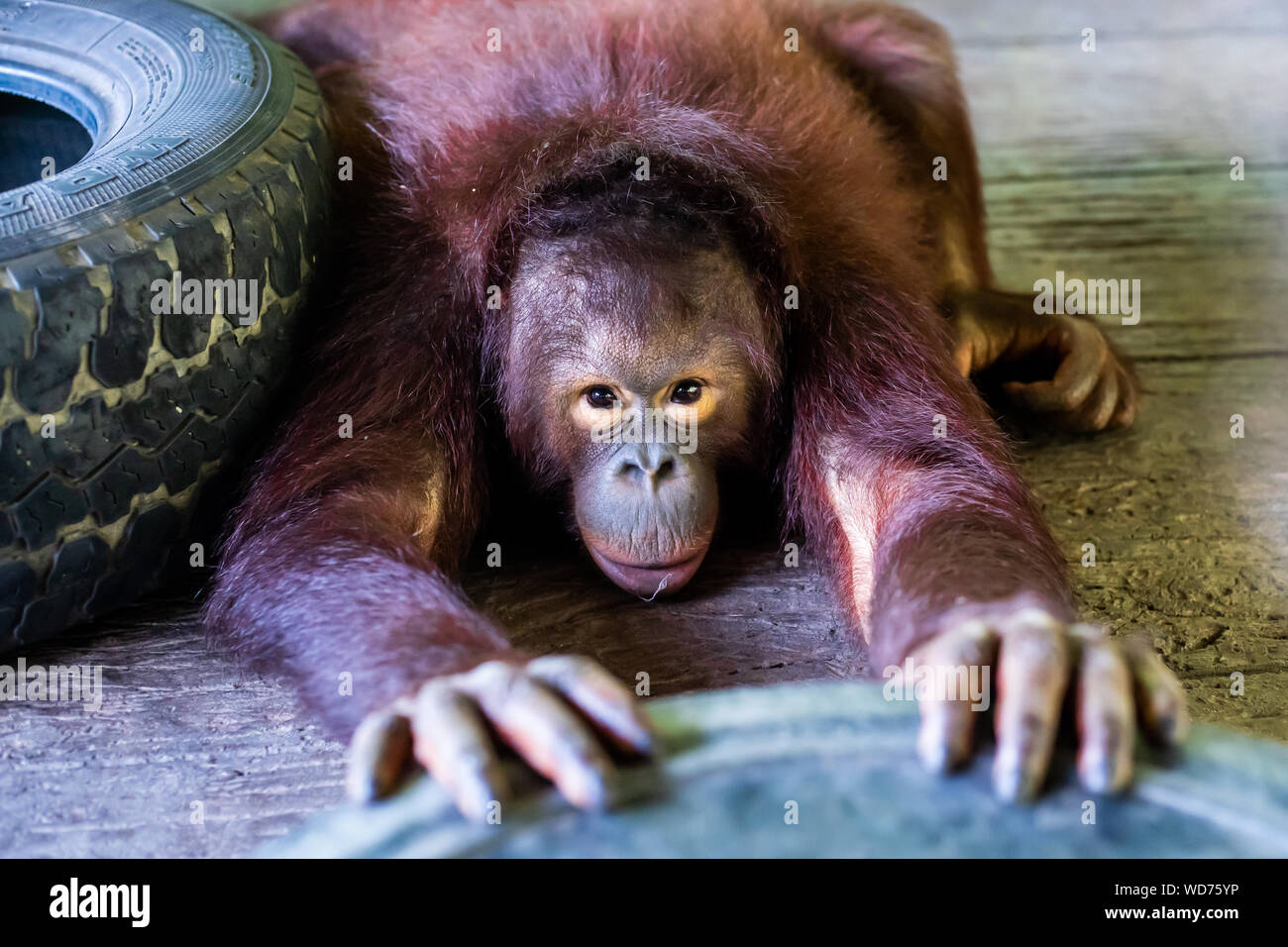 Sumatran orangutan. Sad Orangutan. Zoo animals concept Stock Photo - Alamy