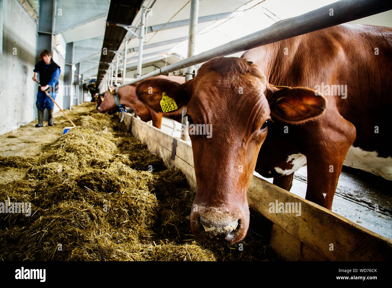 Cows barn hi-res stock photography and images - Alamy