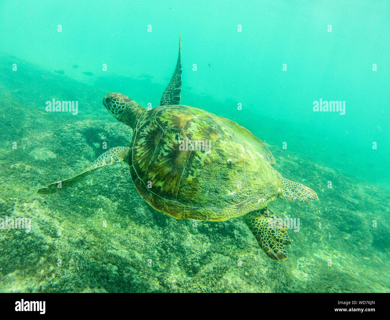 Turtle underwater hi-res stock photography and images - Alamy