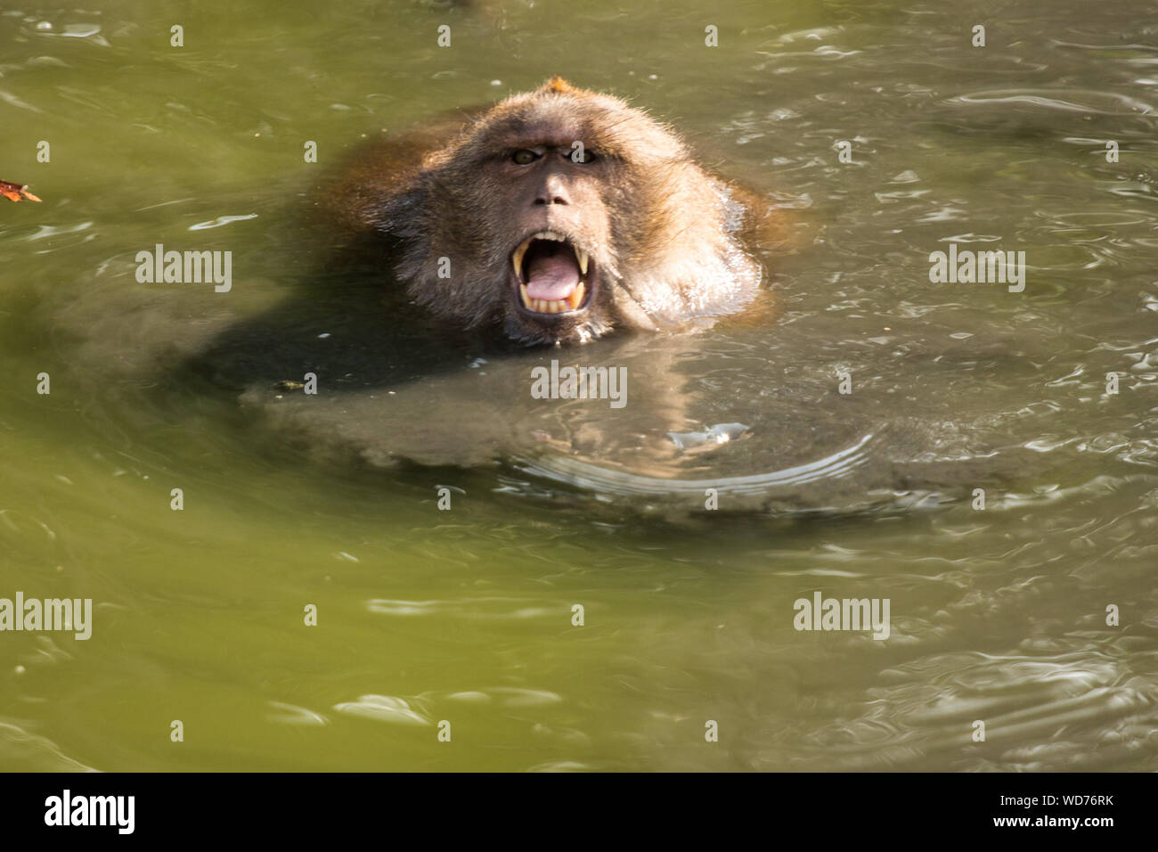Swimming monkey hi-res stock photography and images - Alamy