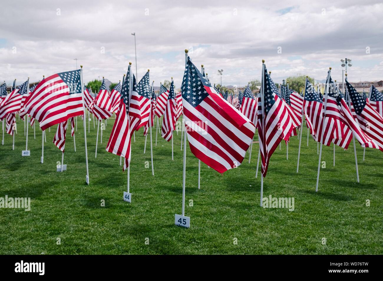 Beautiful green field with rows of American flags in it under a cloudy ...