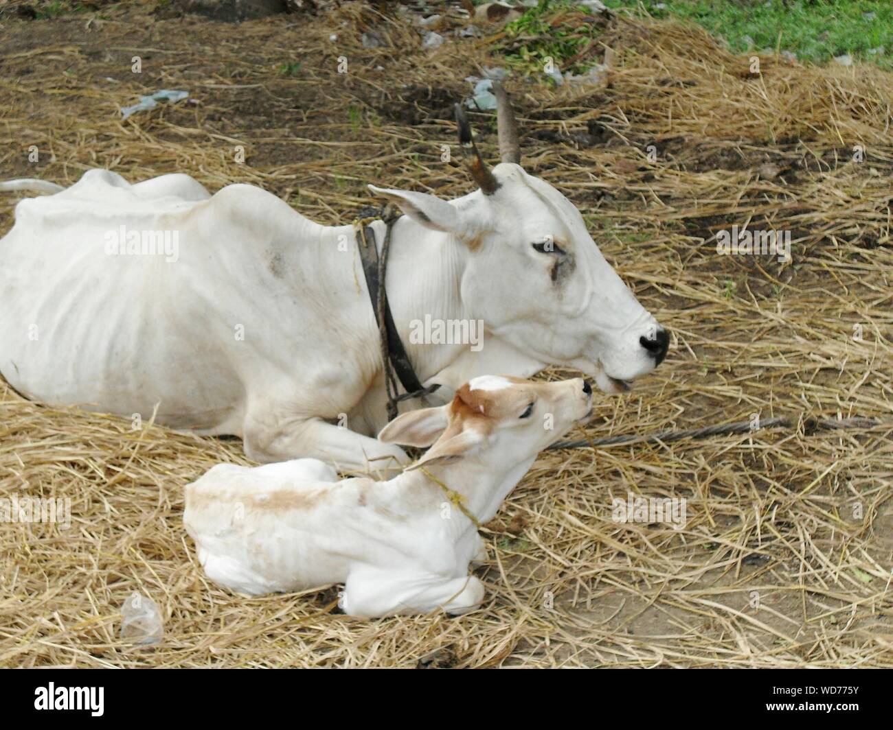 Tied calf hi-res stock photography and images - Alamy