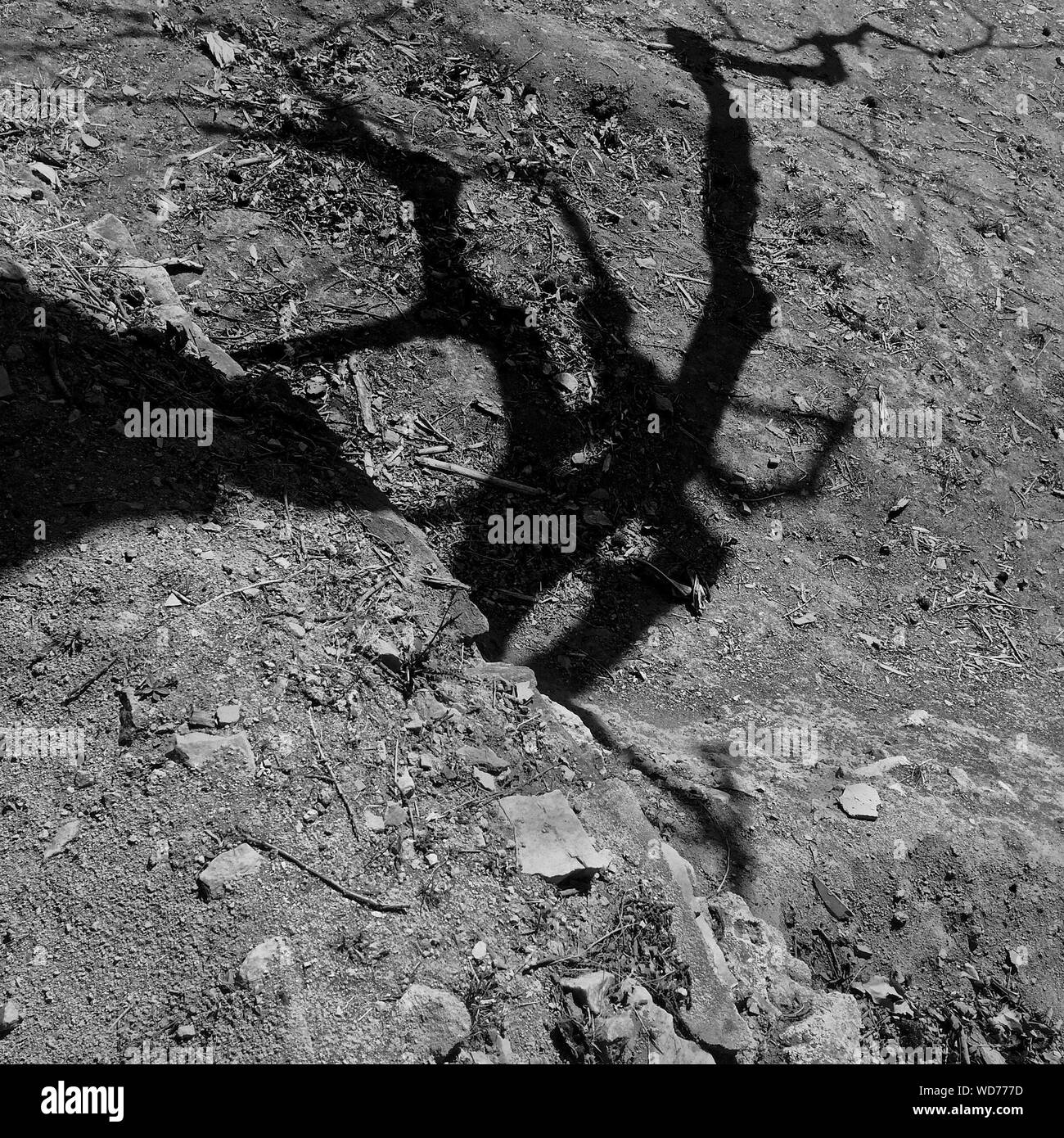 Tree shadow on the ground hi-res stock photography and images - Alamy