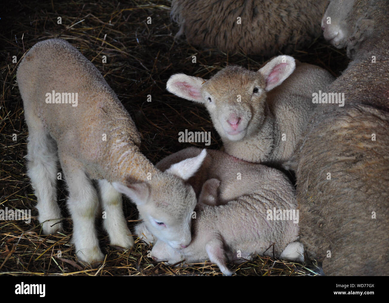 Five lambs hi-res stock photography and images - Alamy