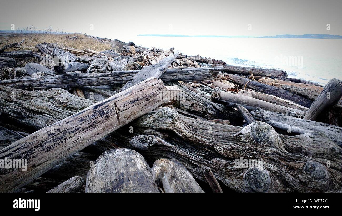 Tree logs on beach hi-res stock photography and images - Alamy