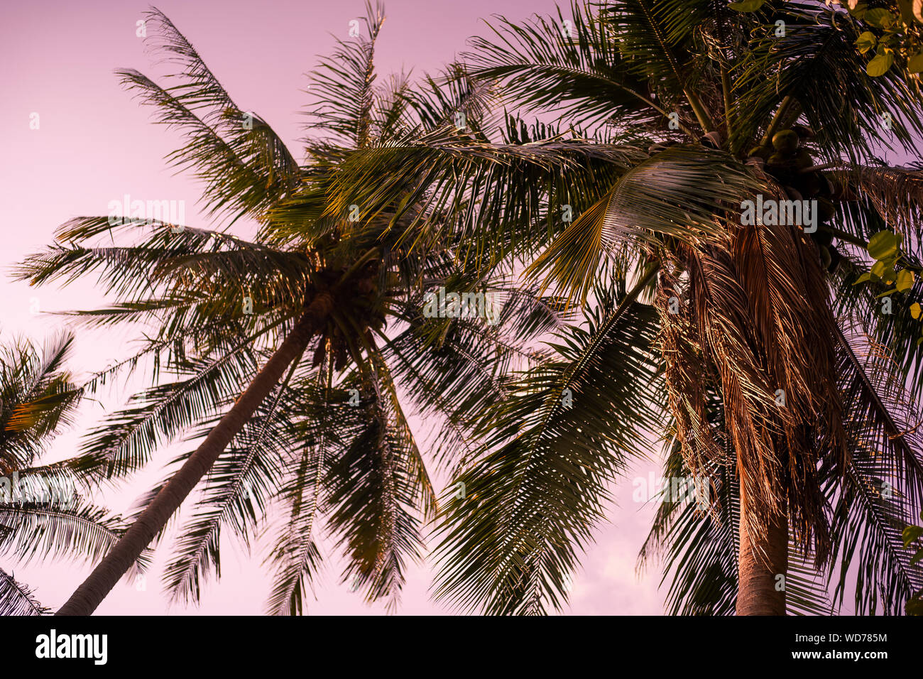 background image of coconut tree on sunset sky Stock Photo - Alamy