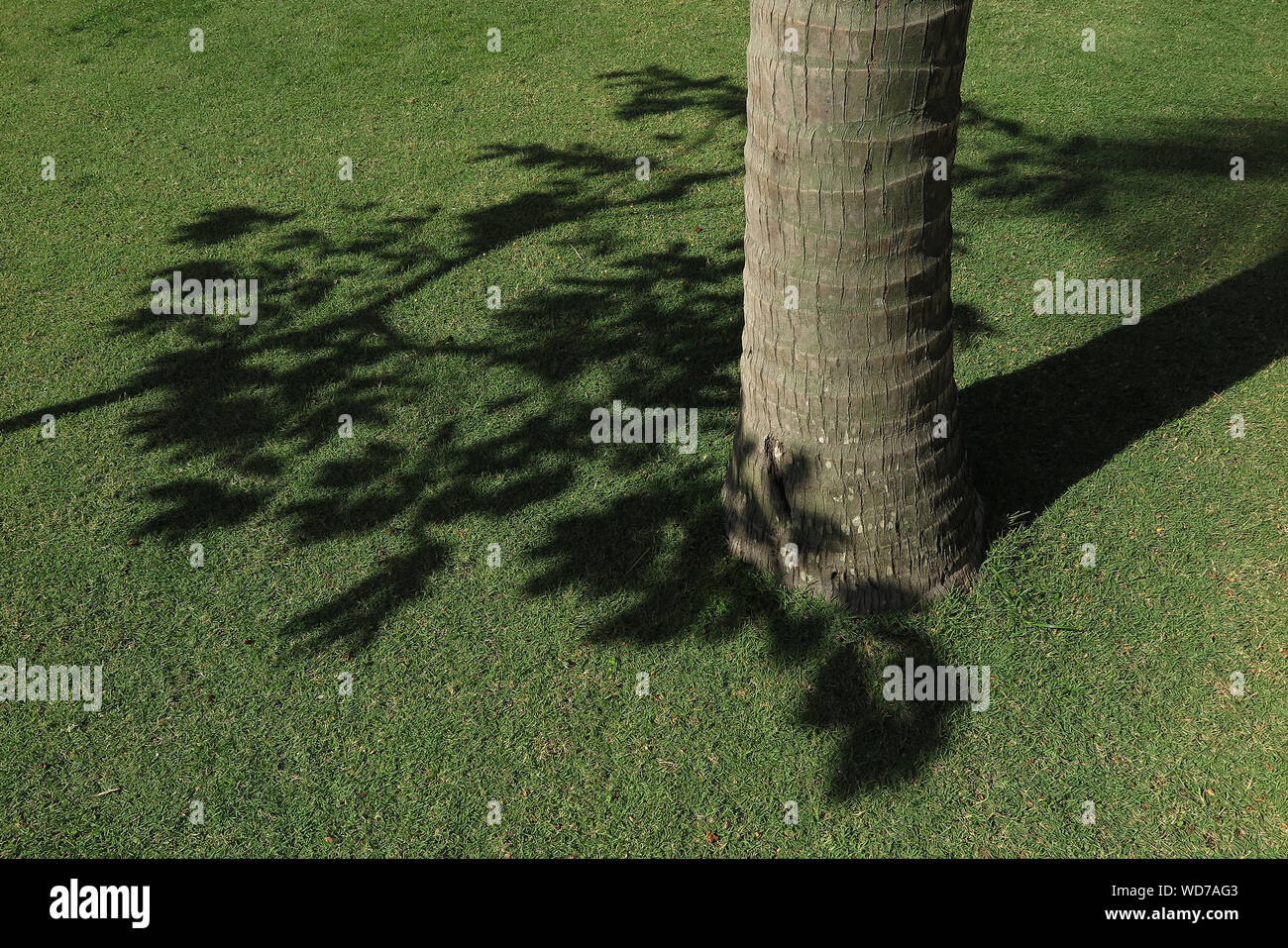 Branch shadow hi-res stock photography and images - Alamy