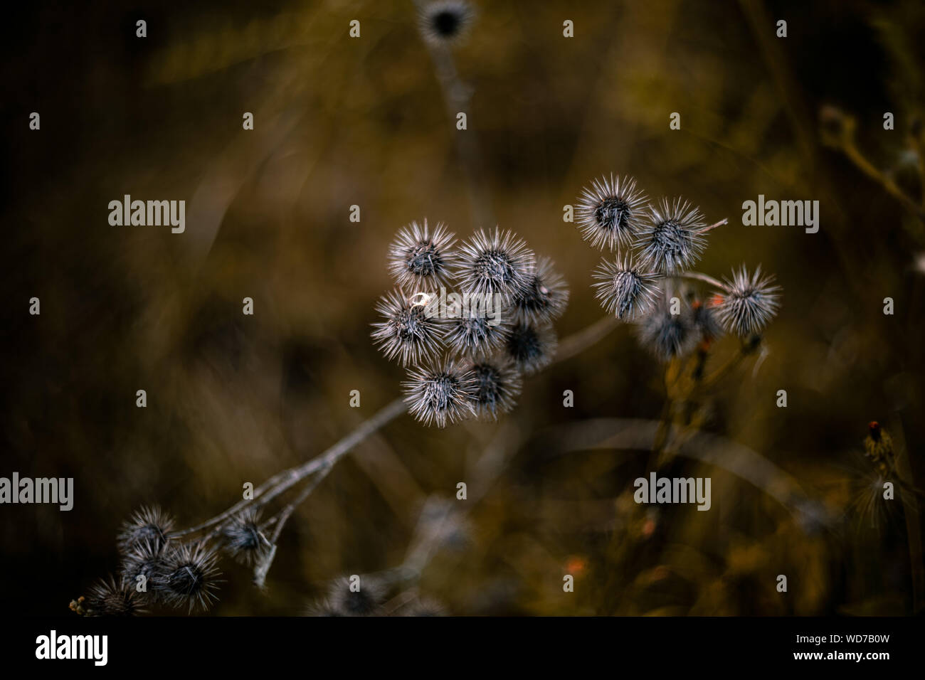 Vibrant wild life hi-res stock photography and images - Alamy