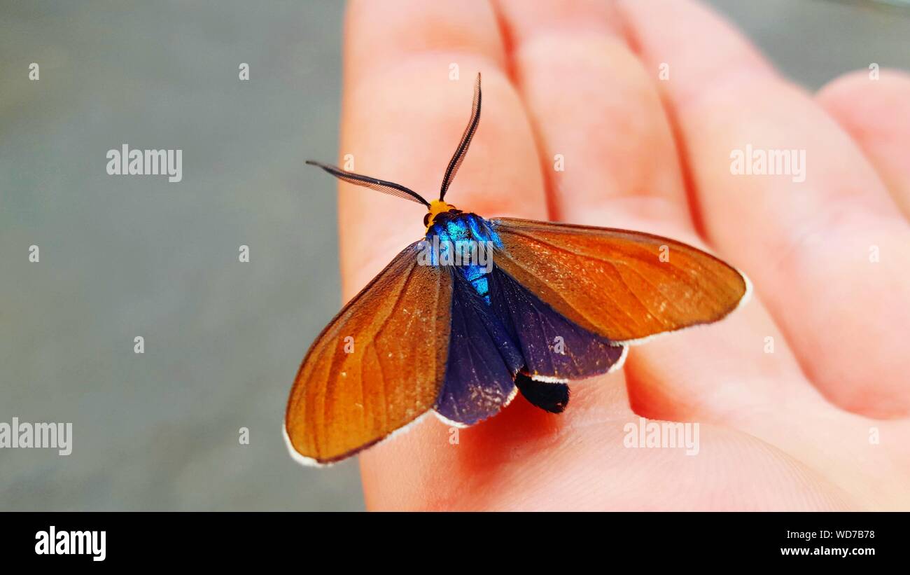 Hand and butterfly blue hi-res stock photography and images - Alamy