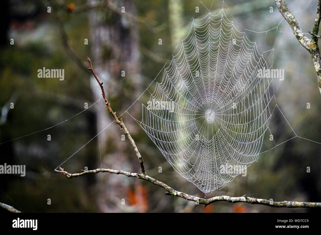 Branch and web spider hi-res stock photography and images - Alamy