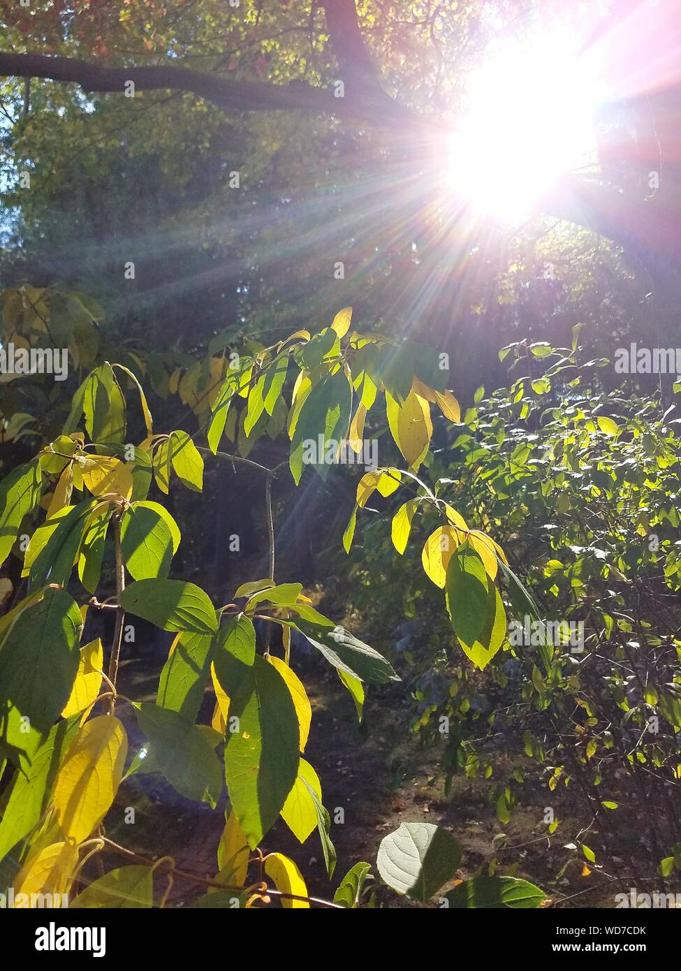 Bright sunlight sun hi-res stock photography and images - Alamy