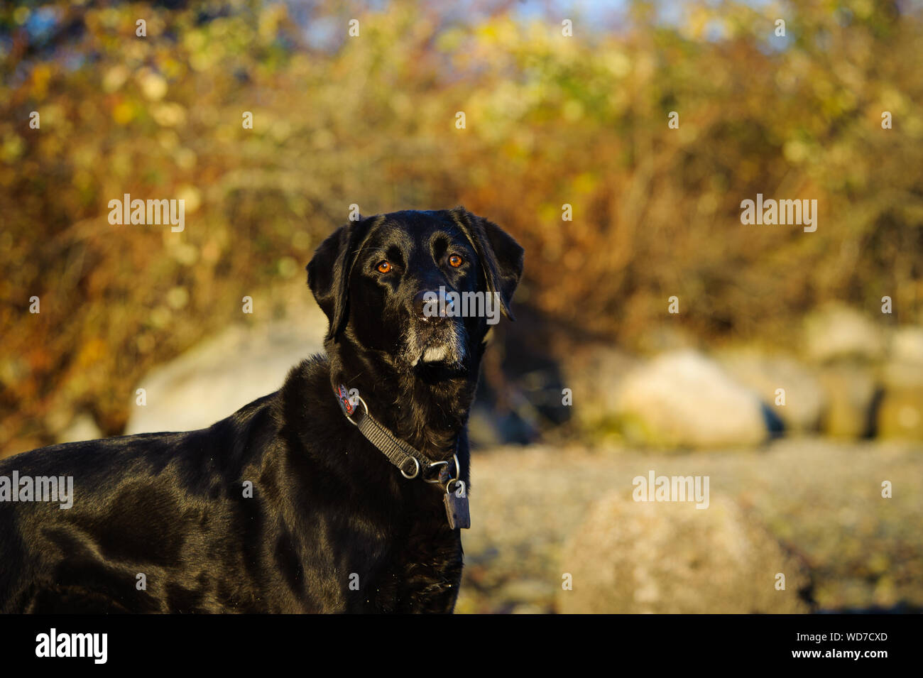 Black labrador retriever portrait hi-res stock photography and images ...