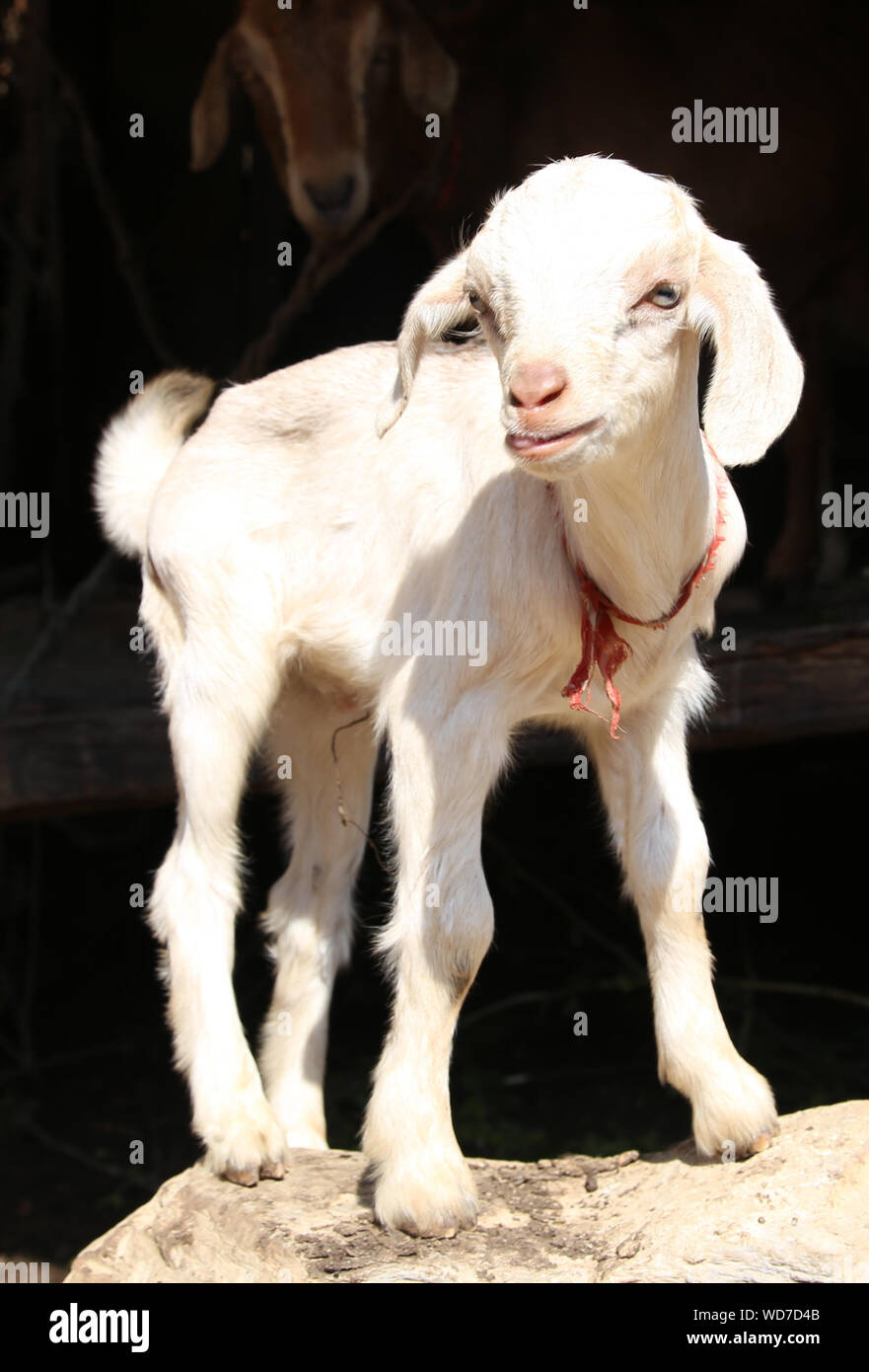 Kid white goat hi-res stock photography and images - Alamy