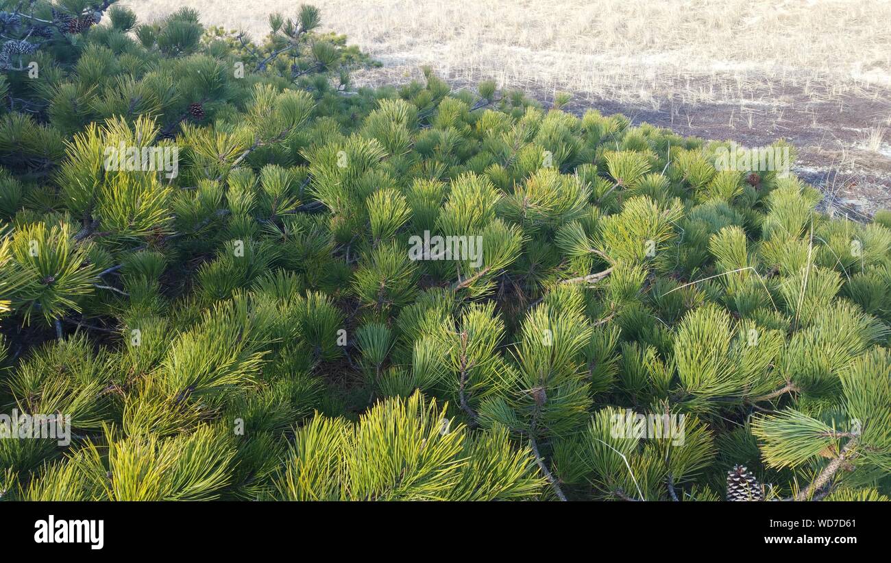 Fallen pine tree hi-res stock photography and images - Alamy