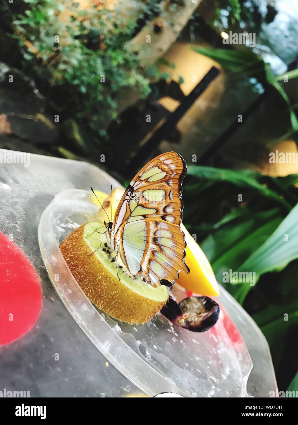 Butterfly fruit plate hi-res stock photography and images - Alamy