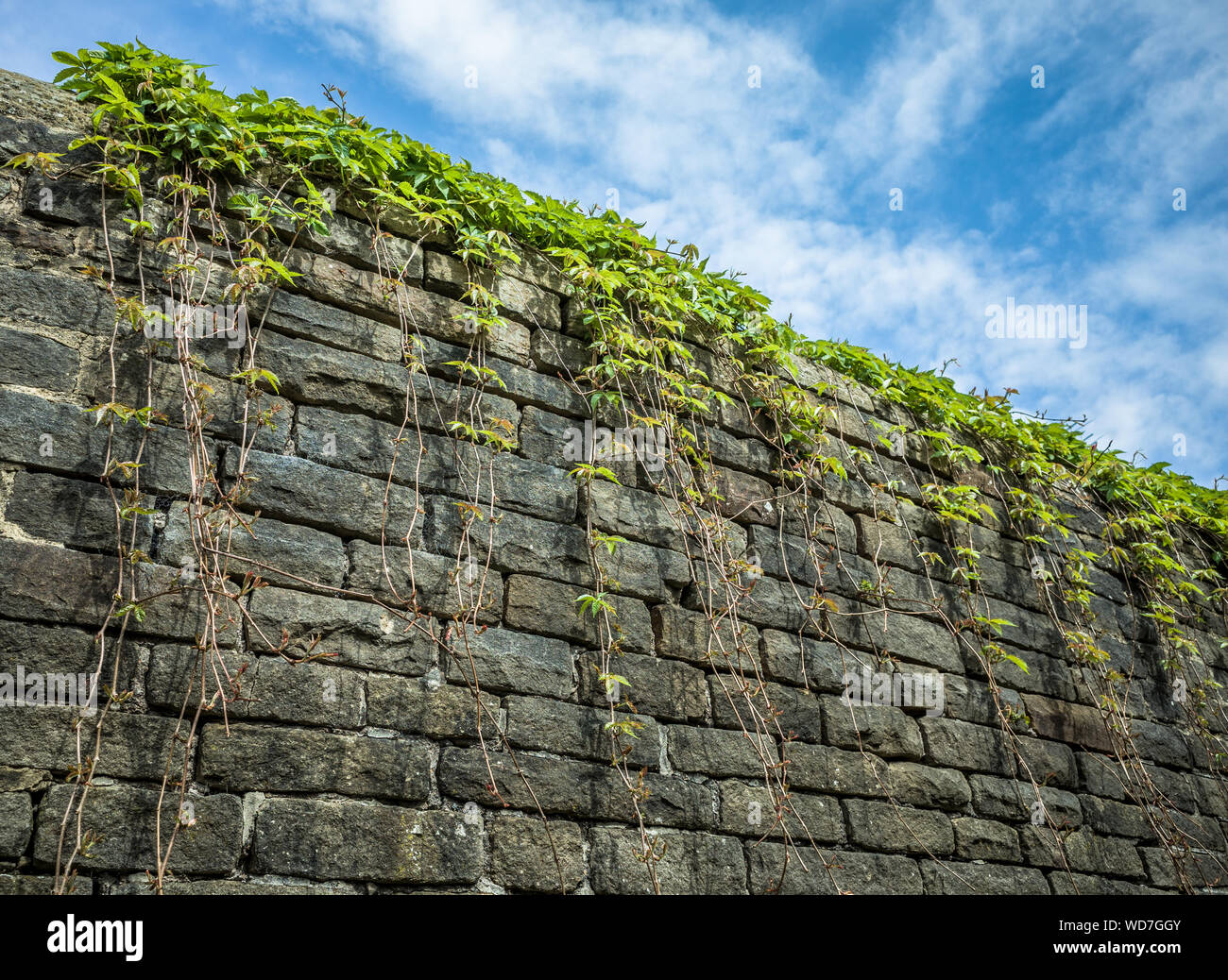 Virginia creeper garden hi-res stock photography and images - Alamy