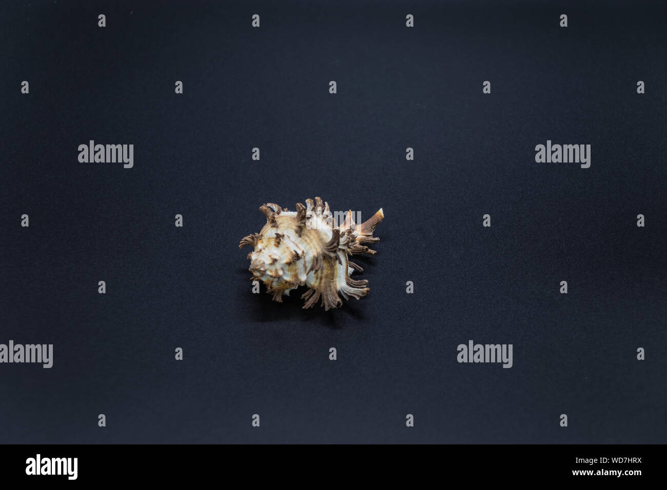 Shell of the predatory sea snails of family Muricidae, also known as ...