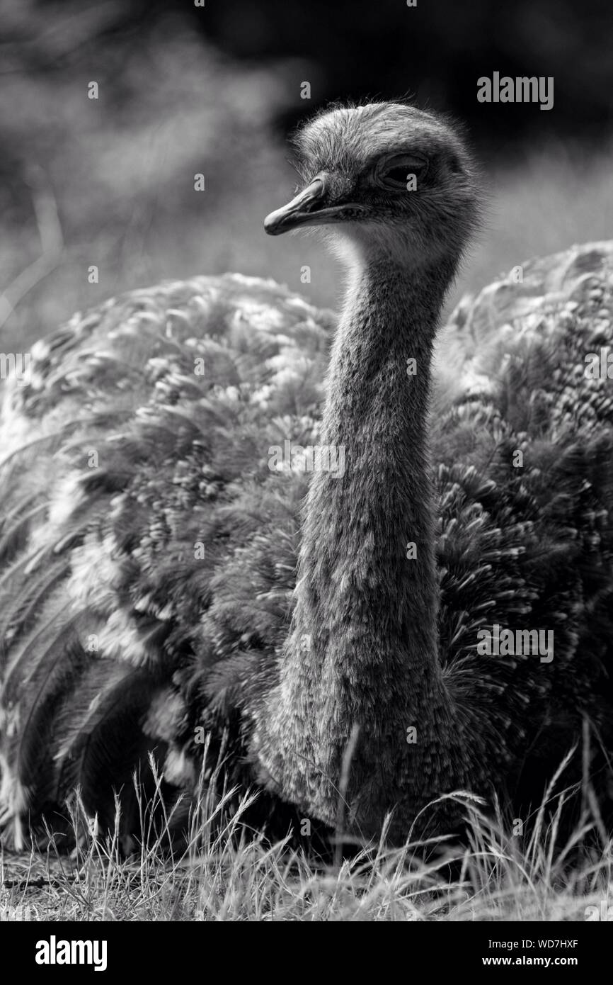 Ostrich on grass hi-res stock photography and images - Alamy