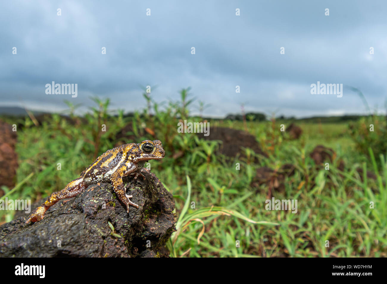 The critically endangered Amboli Toad! Stock Photo - Alamy
