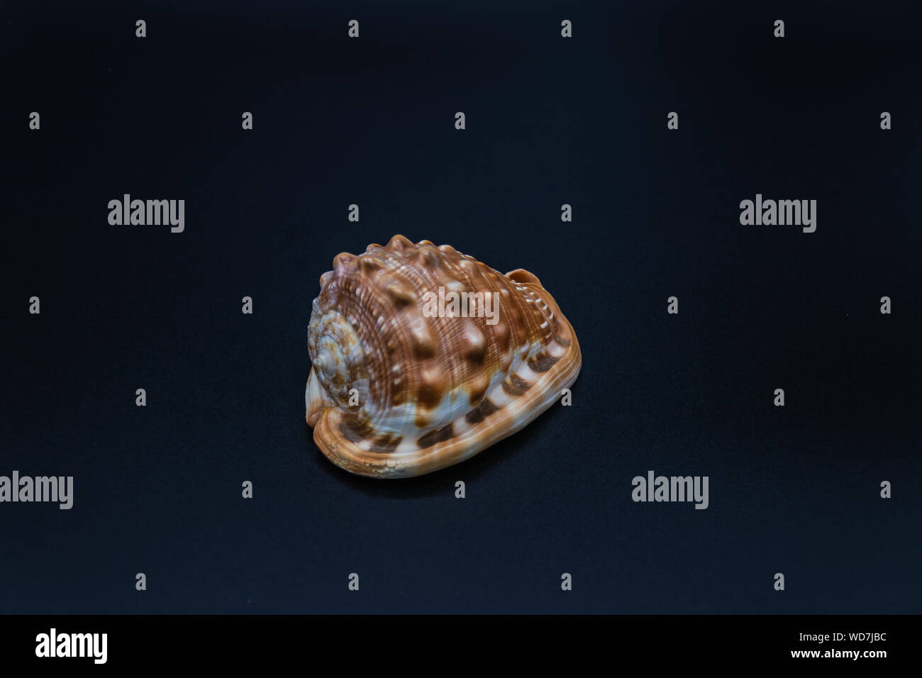 Marine Gastropod Mollusk High Resolution Stock Photography and Images ...