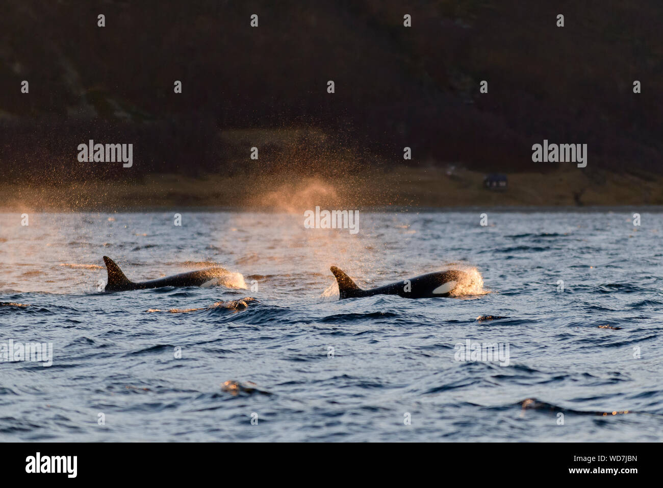 Killer whales, Orcas, Orcinus Orca, Skjervoy, Norway, Atlantic Ocean ...