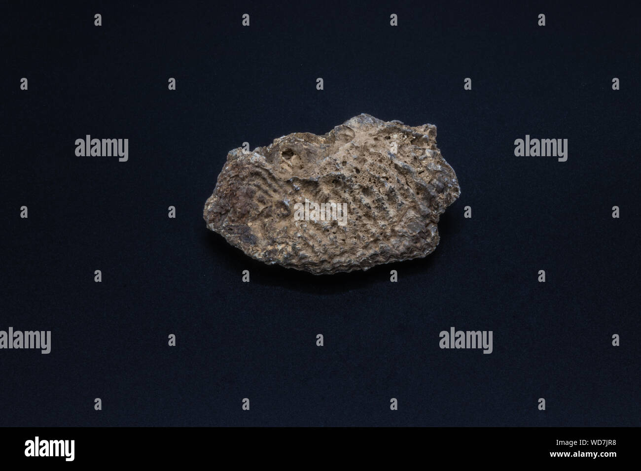 Fossil shell of a sea bivalve mollusk from Cenozoic sedimentary rocks ...