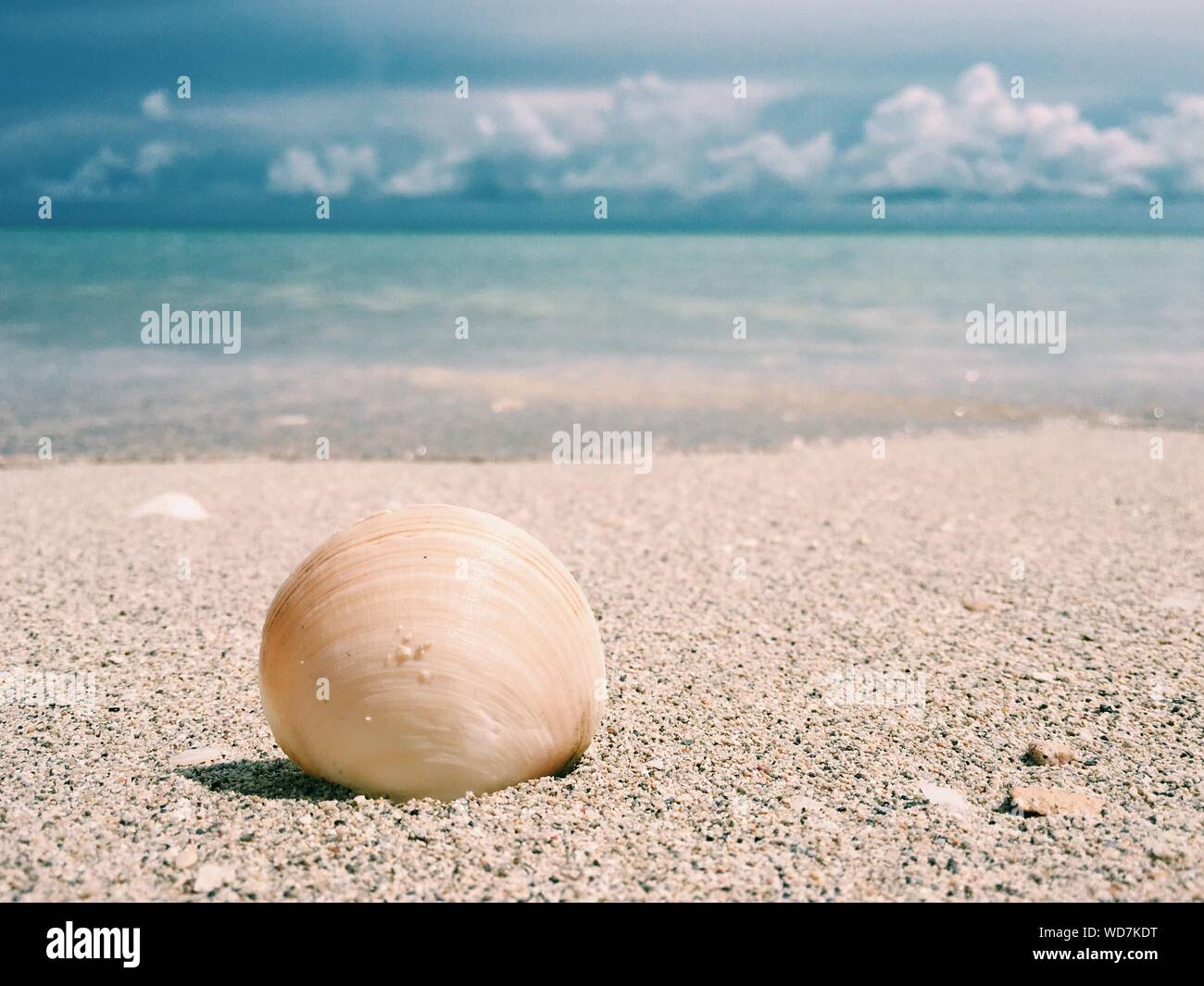 Clam sea hi-res stock photography and images - Alamy