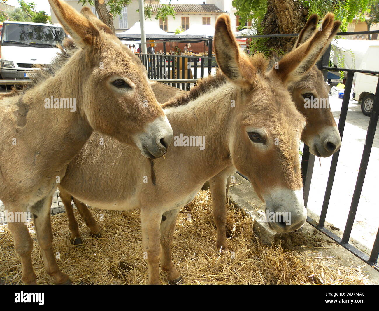 Donkeys Side High Resolution Stock Photography and Images - Alamy