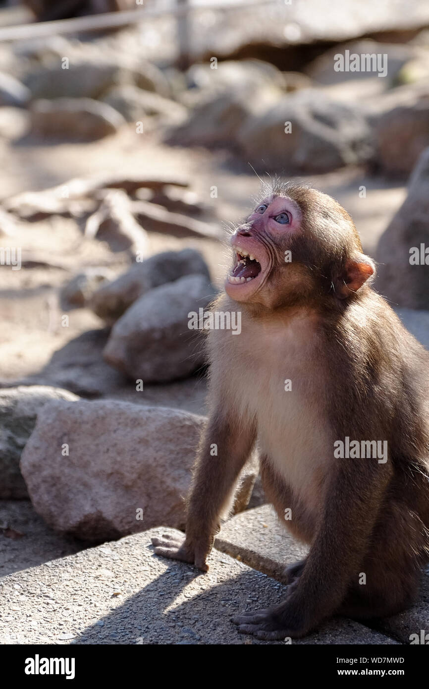 Monkey open mouth hi-res stock photography and images - Alamy