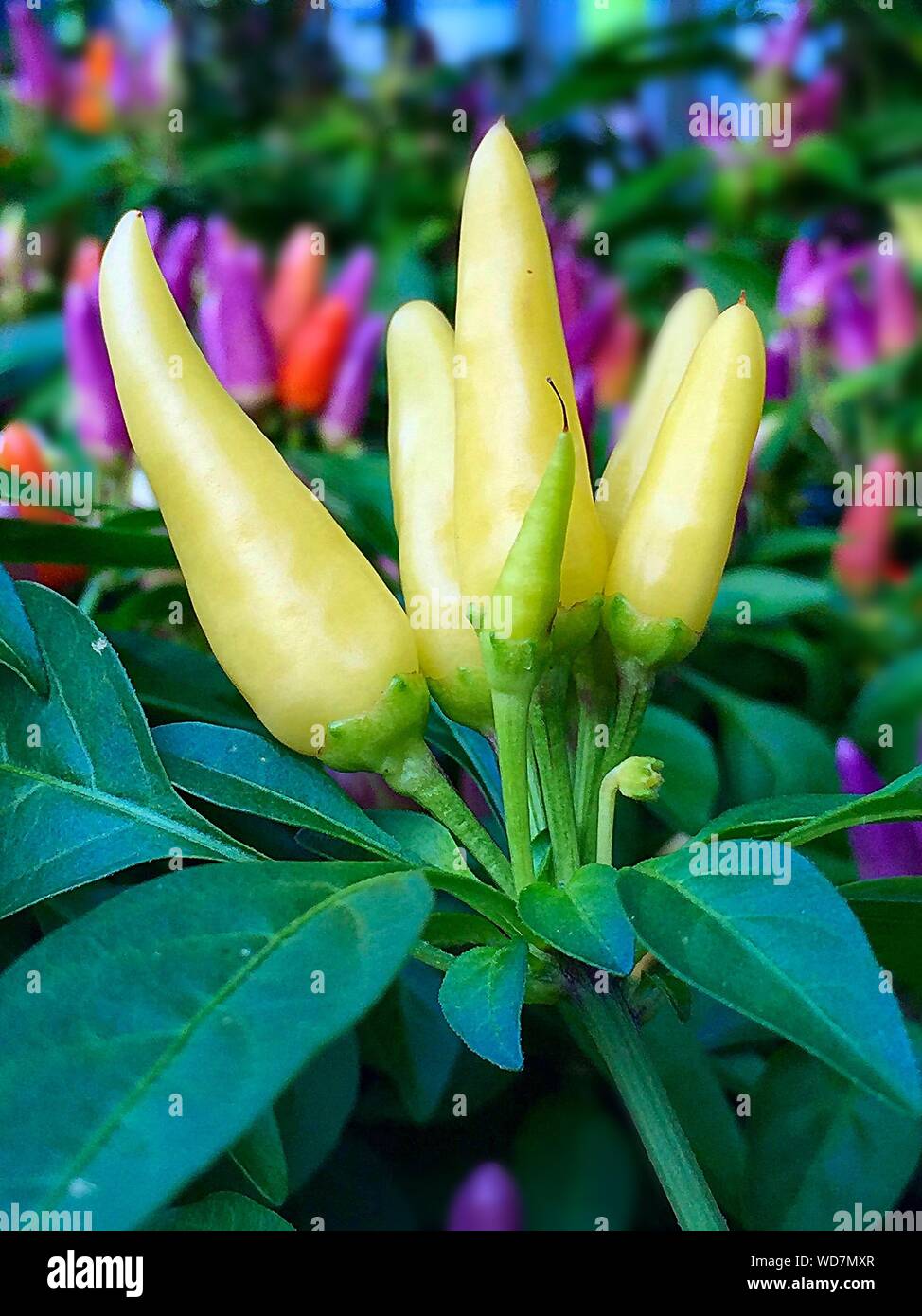 Chili Pepper Field High Resolution Stock Photography and Images - Alamy