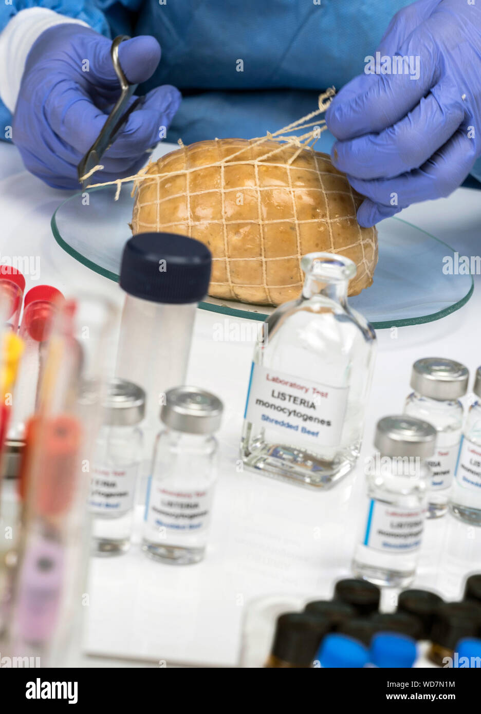 Listeria monocytogenes petri hi-res stock photography and images - Alamy