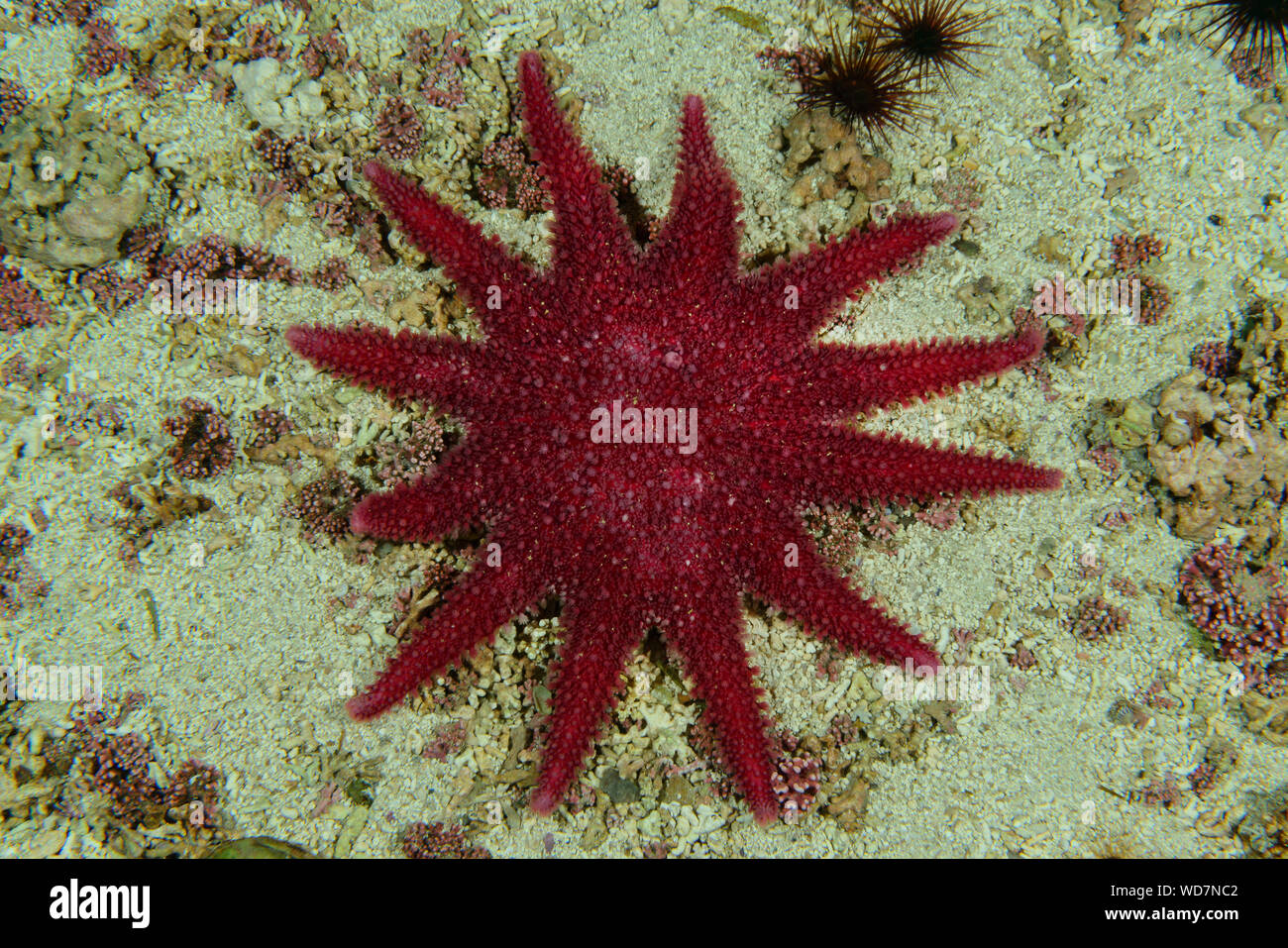 Common sunstar, Common starfish, Crossaster papposus, Kvaloyvagen ...