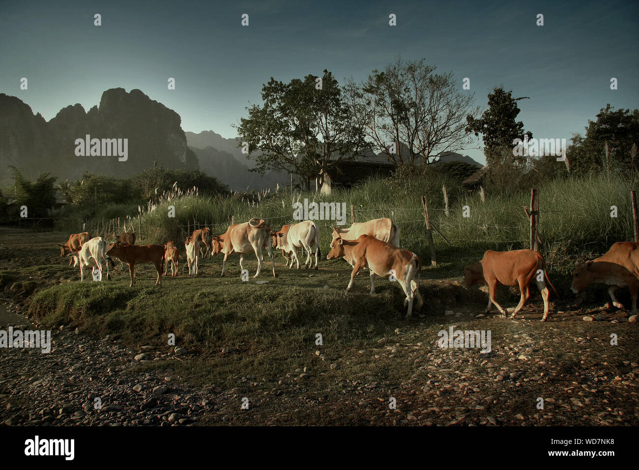 Large cattle farm hi-res stock photography and images - Alamy