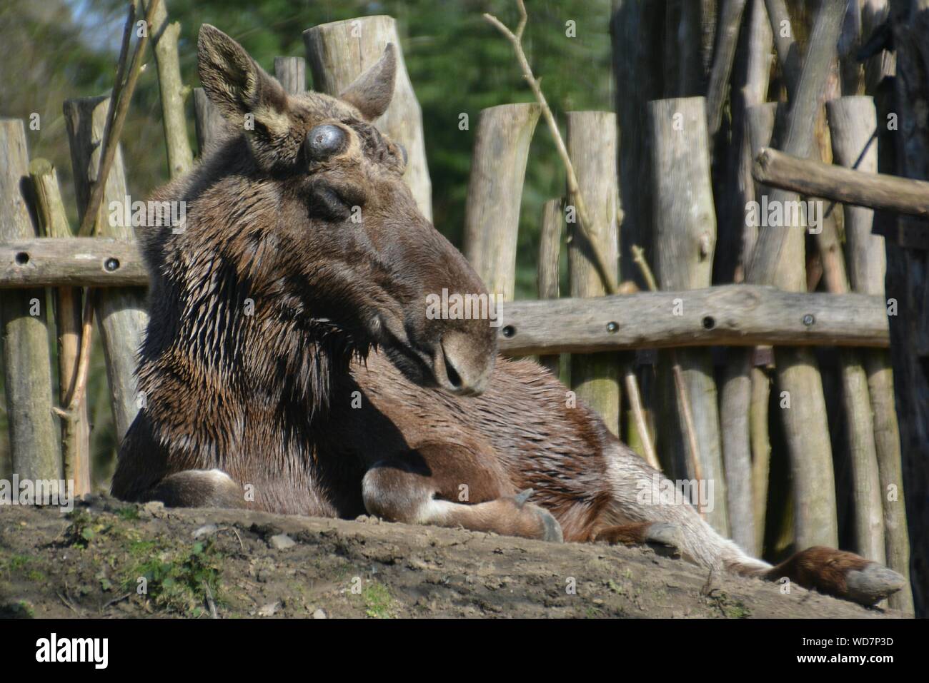 Moose Lying Down High Resolution Stock Photography and Images - Alamy