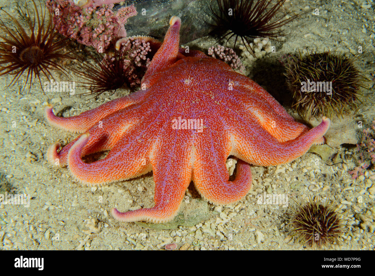 Asteroidea velatida hi-res stock photography and images - Alamy