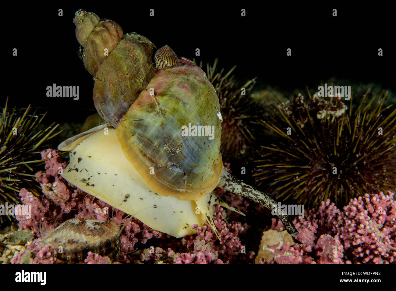 Mollusca hi-res stock photography and images - Alamy