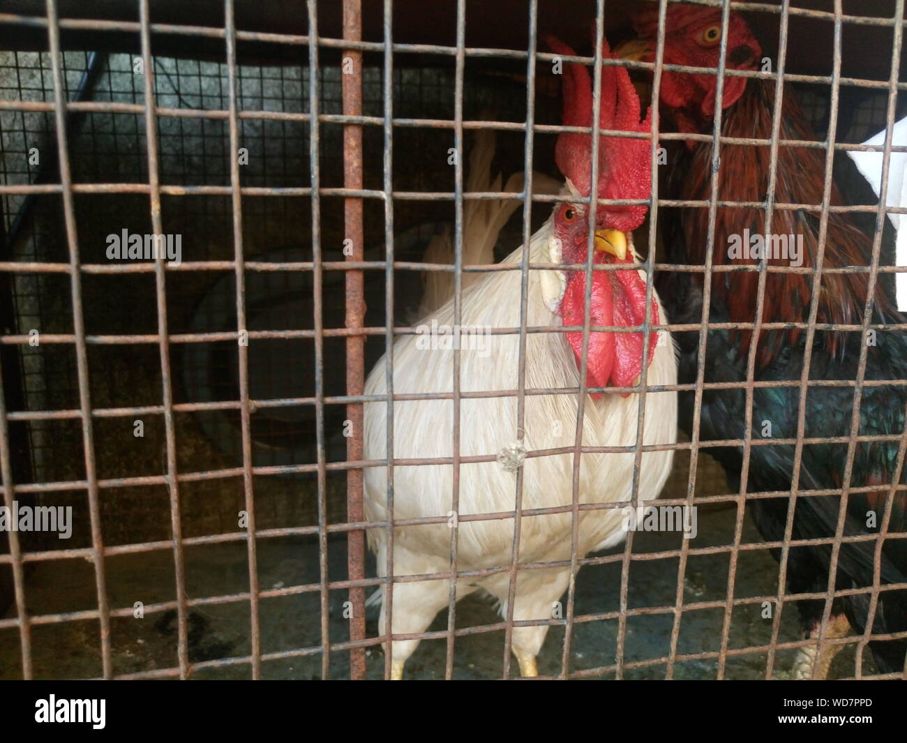 Rooster in cage hi-res stock photography and images - Alamy
