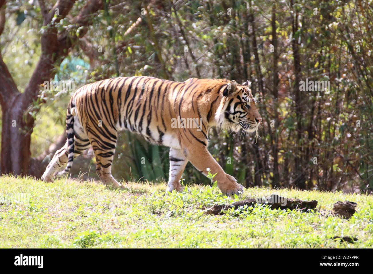 Tiger Walking In Grass High Resolution Stock Photography and Images - Alamy