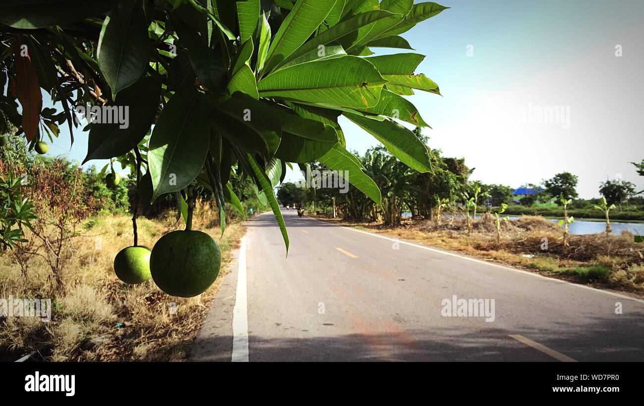 Pong pong tree hi-res stock photography and images - Alamy
