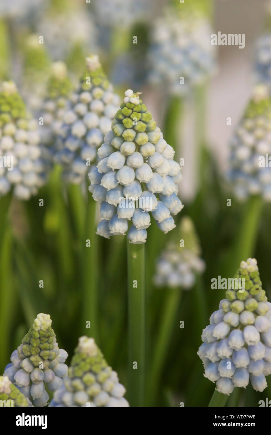 Muscari ‘blue magic’ hi-res stock photography and images - Alamy