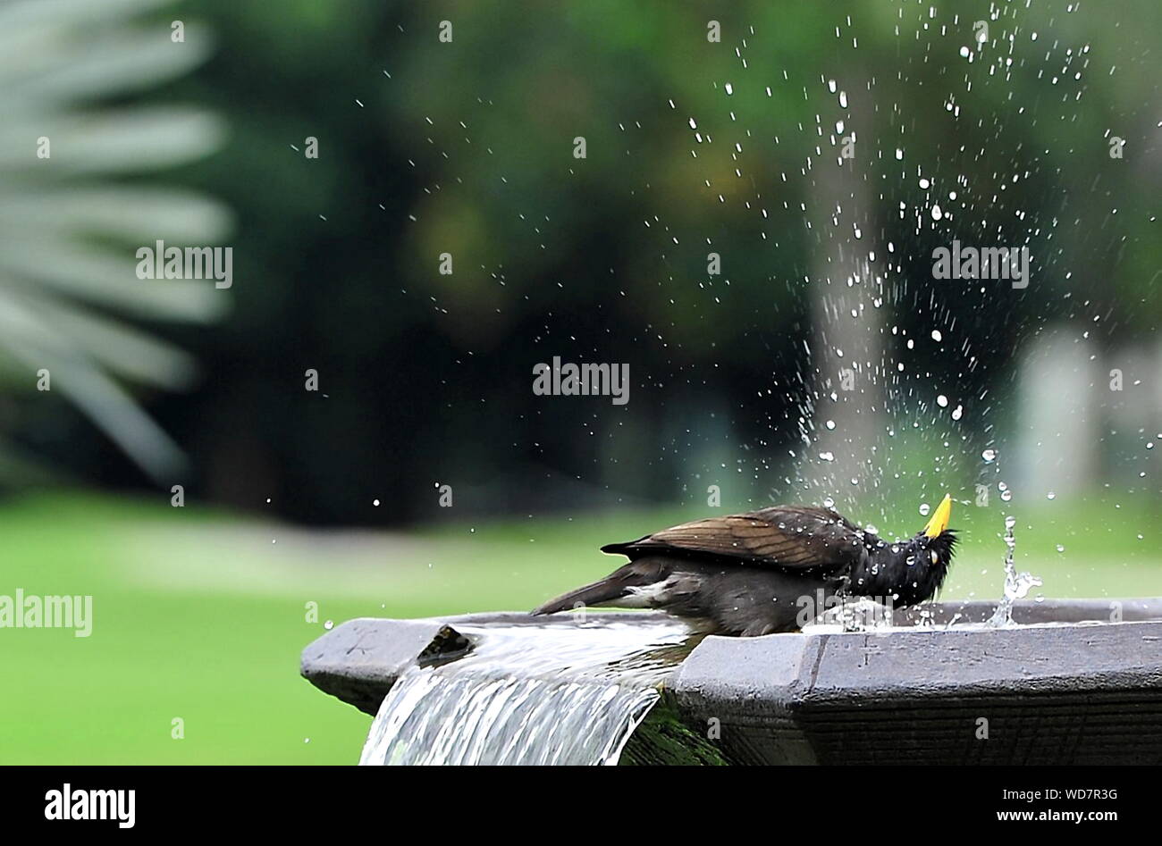 Water fountain with bird hi-res stock photography and images - Alamy
