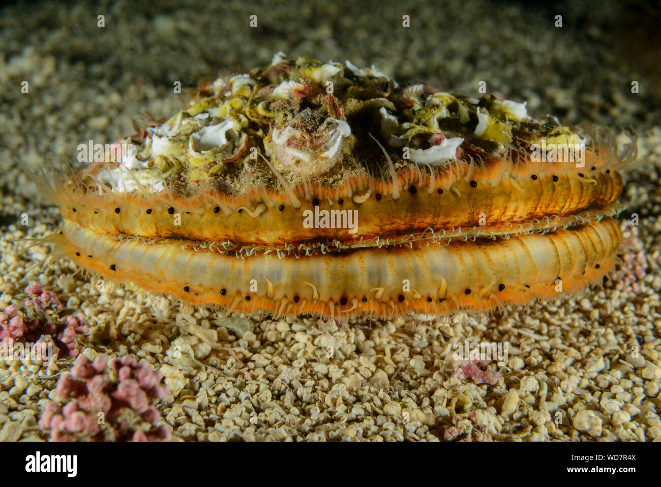 Queen scallop, Queenie, Aequipecten opercularis, Kvaloyvagen, Norway ...