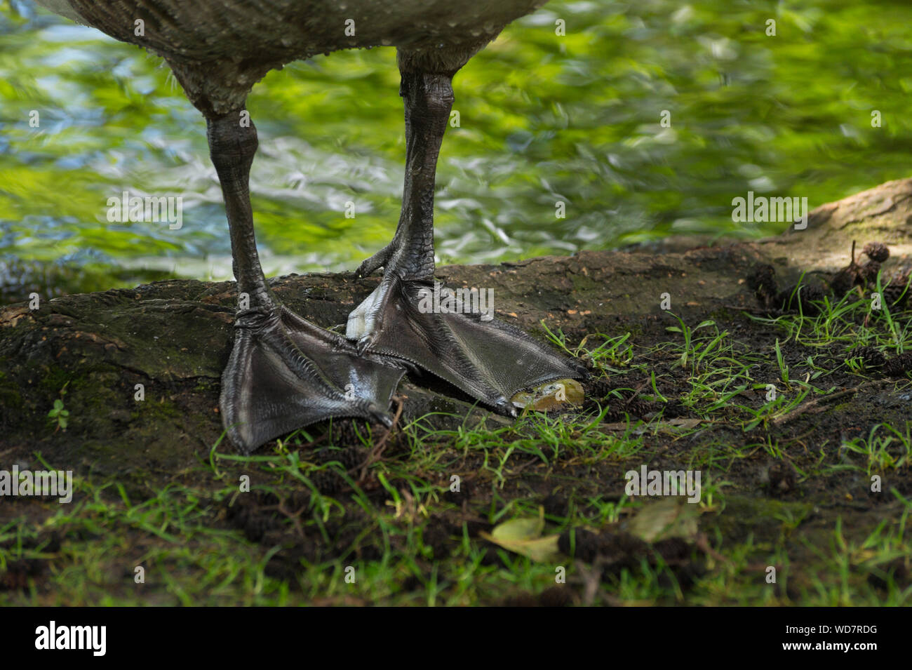 Webbed Bird Feet High Resolution Stock Photography and Images - Alamy