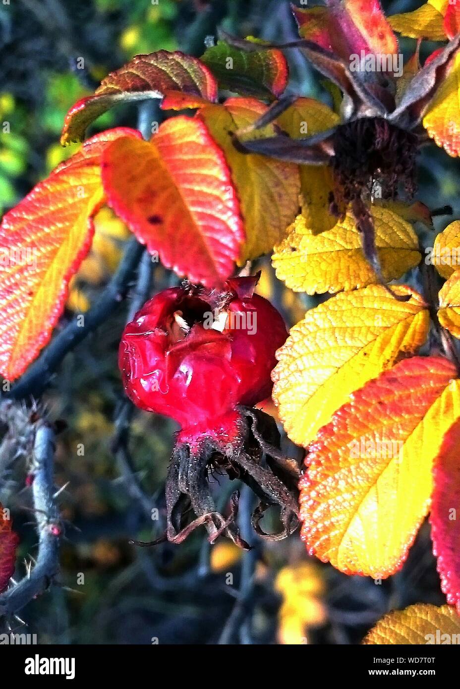 Rotten rose hi-res stock photography and images - Alamy