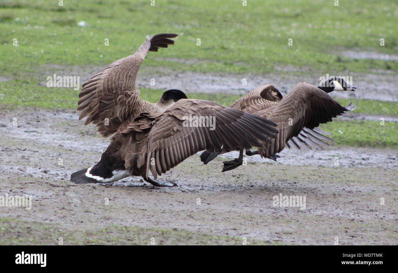 Wading birds hi-res stock photography and images - Alamy