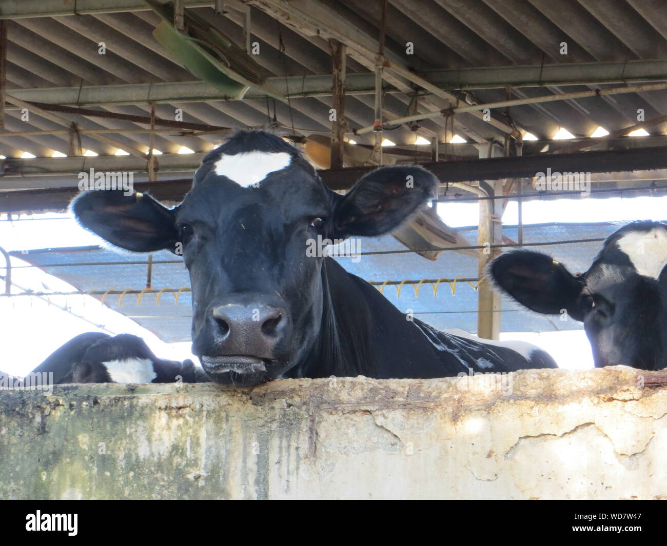 Cow Stable High Resolution Stock Photography and Images - Alamy