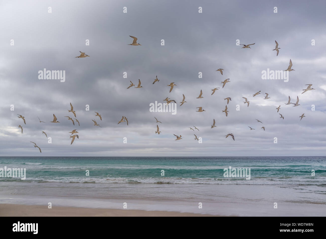 Flying sea birds hi-res stock photography and images - Alamy