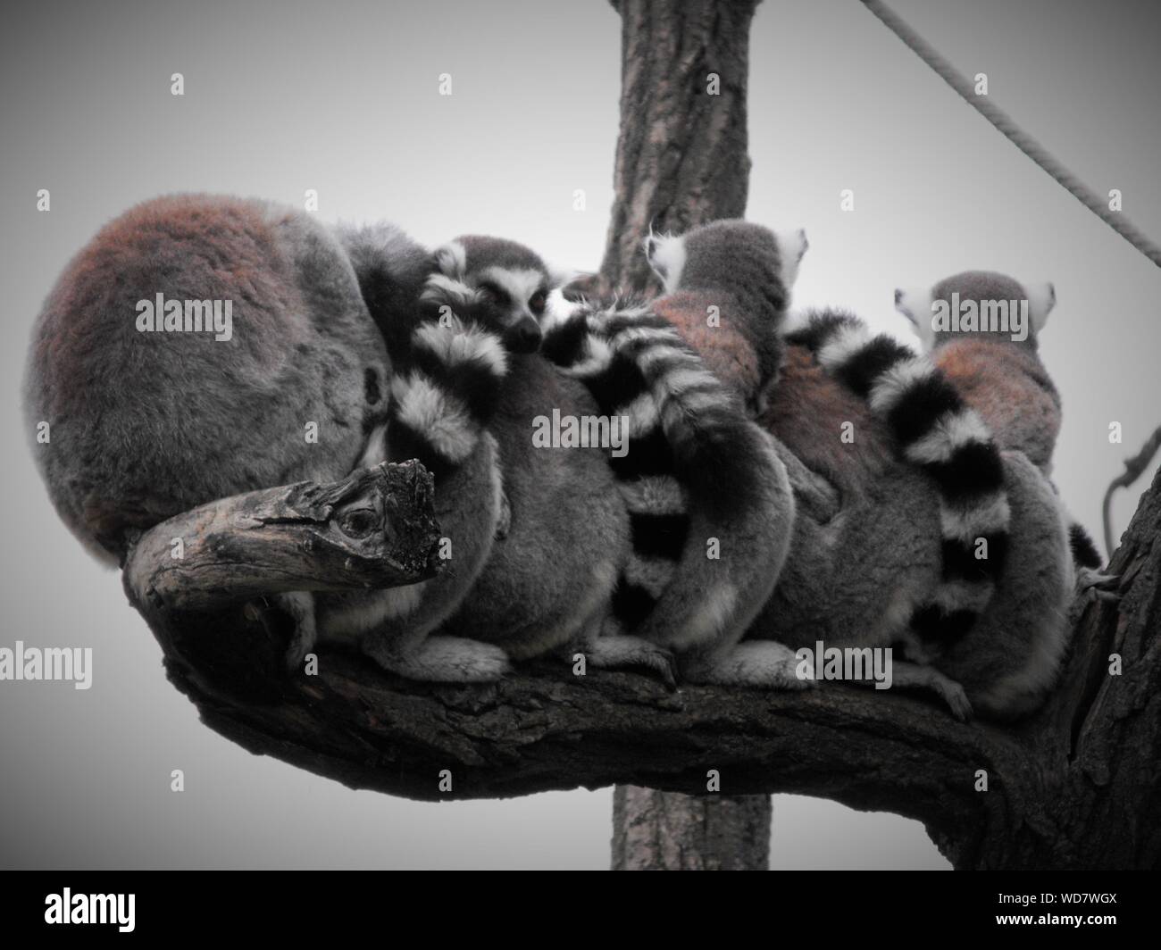Sleeping Lemur High Resolution Stock Photography and Images - Alamy