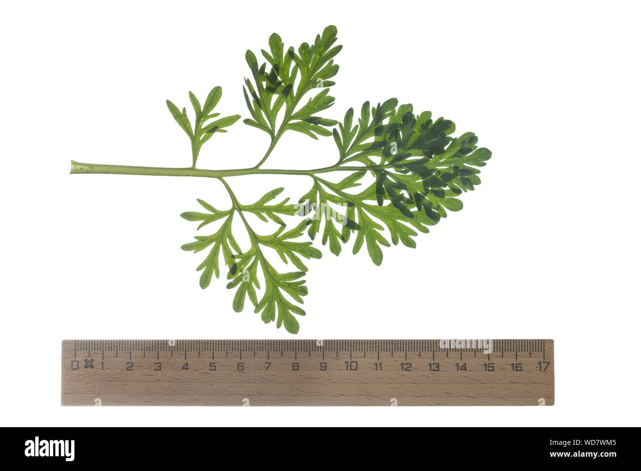 Wermut, Gemeiner Wermut, Echter Wermut, Echt-Wermut, Wermutkraut ...